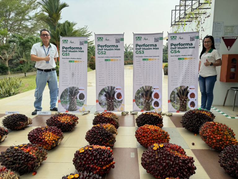 Empat Kelapa Sawit Musim Mas Varietas Terbaru Siap Digunakan – seremonia.id