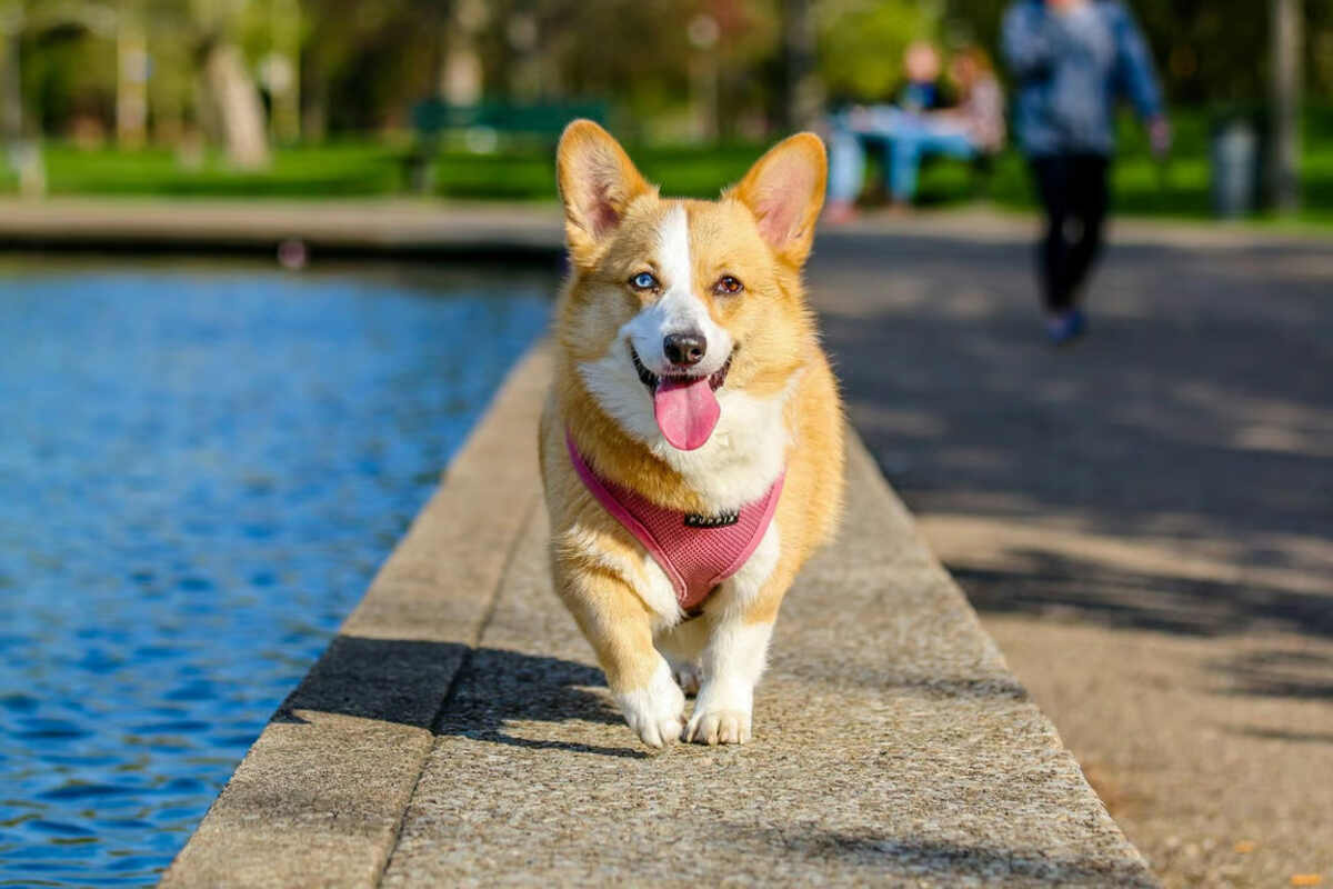 Berikut Karakteristik Anjing Corgi yang Menggemaskan - seremonia.id